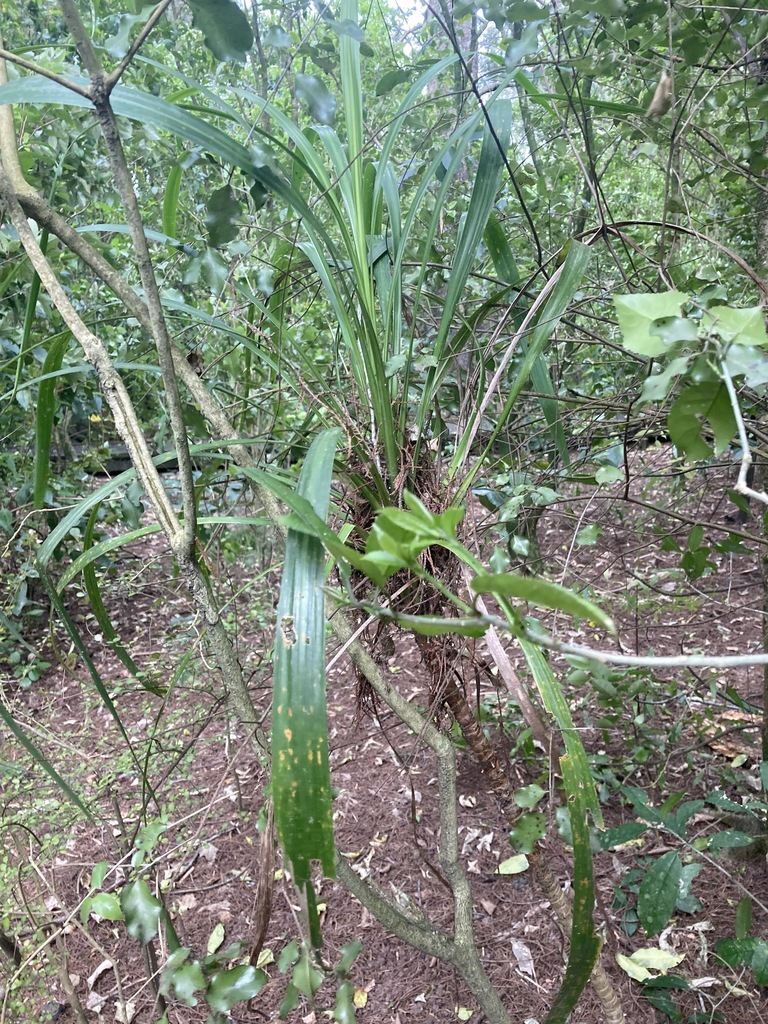 Forest Cabbage Tree from Hillcrest, Waikato, New Zealand on October 23 ...