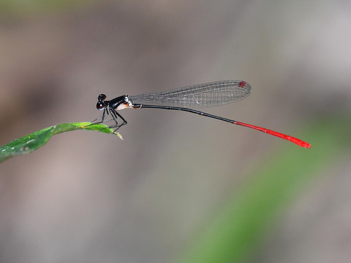 Risiocnemis praeusta · iNaturalist United Kingdom