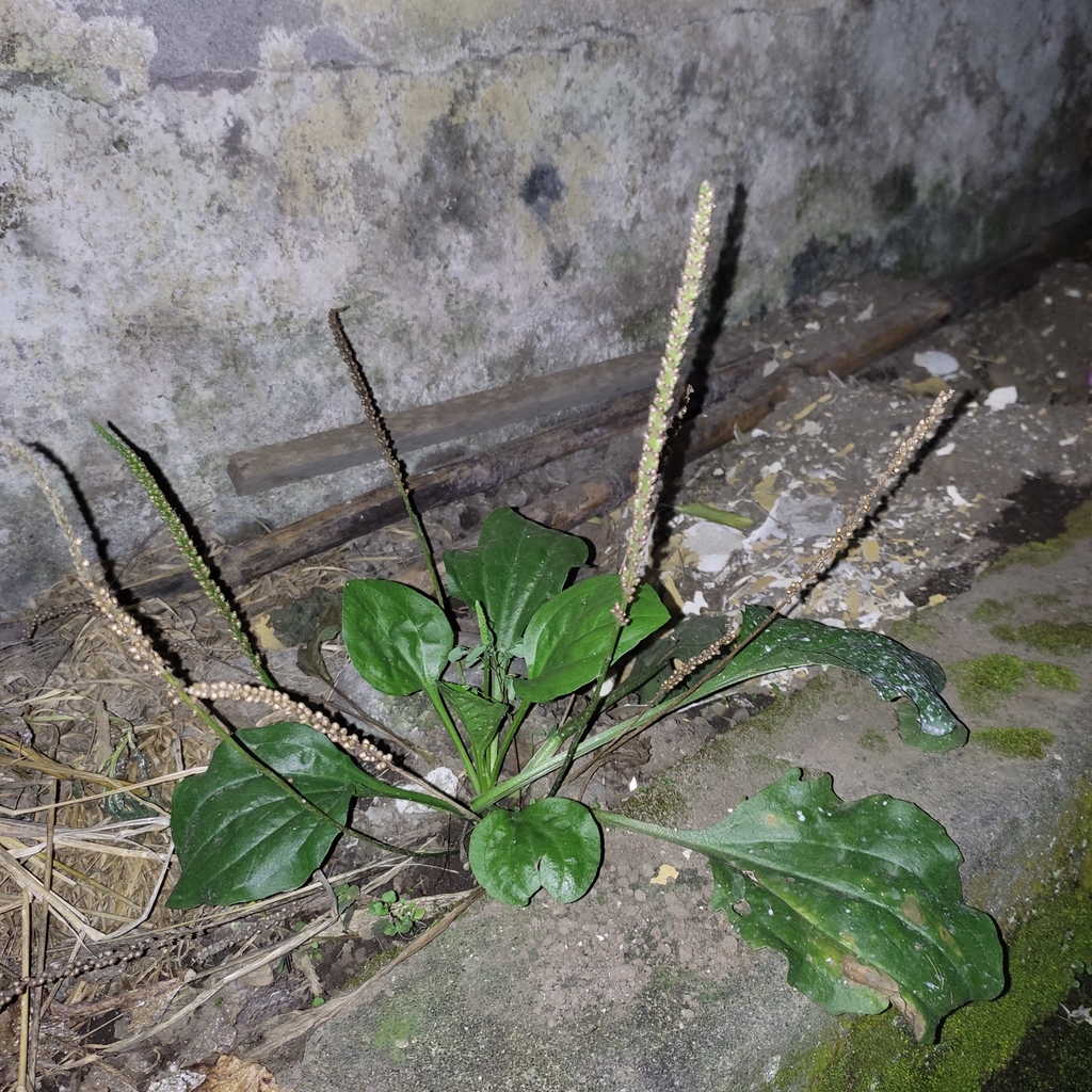greater plantain from Nueva Loja, Ecuador on October 22, 2021 at 02:31 AM by Lisbeth Narvaez ...