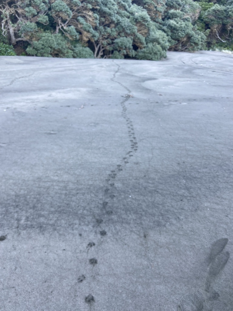 Little Penguin from Kohunui Bay, Auckland, NZ on September 2, 2021 at ...