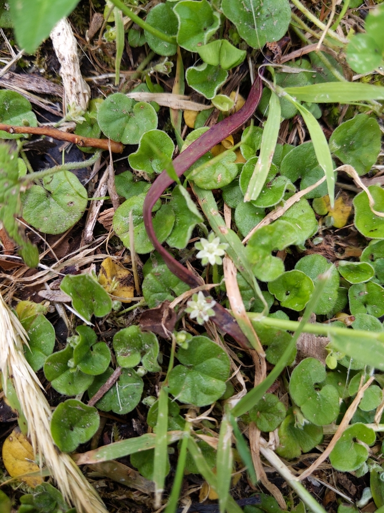 kidney weed from Croydon Hills VIC 3136, Australia on October 23, 2021 ...