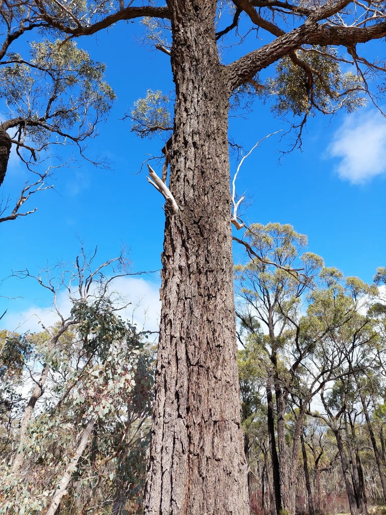 Red Ironbark from St Arnaud VIC 3478, Australia on October 23, 2021 at ...
