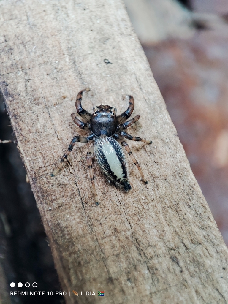 Short-bellied Slender Jumping Spider from Palm Beach, Port Edward ...