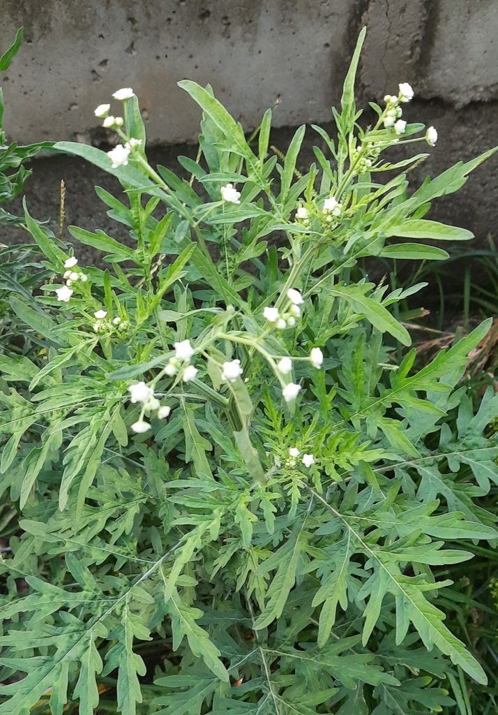 Santa Maria feverfew from HBR Layout, Bengaluru, Karnataka 560043 ...