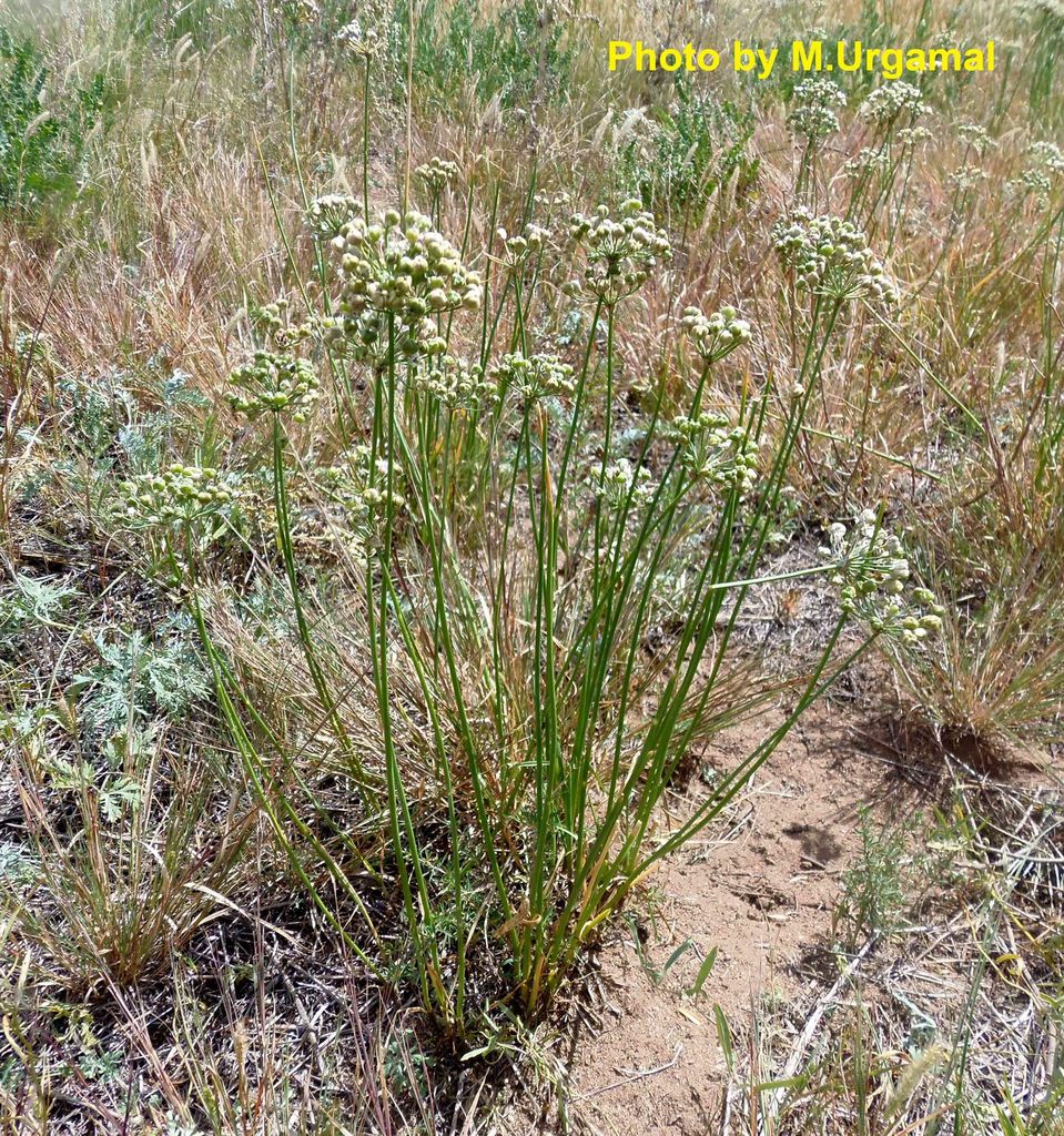 Allium ramosum from Dariganga, Mongolia on August 14, 2014 at 01:41 PM ...