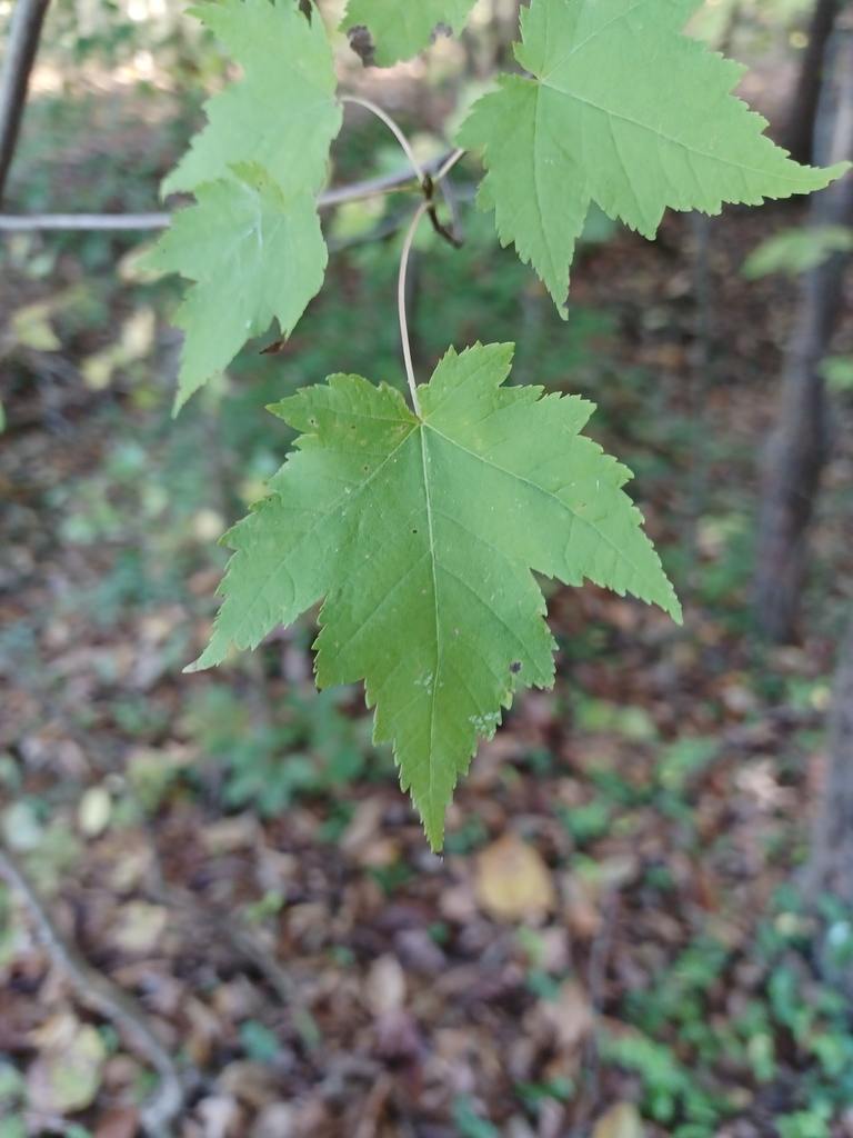 red maple from Erwin on October 23, 2021 at 09:58 AM by John Henkelman ...