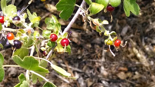 golden currant (Plants of the Foothill College California Native Plant ...
