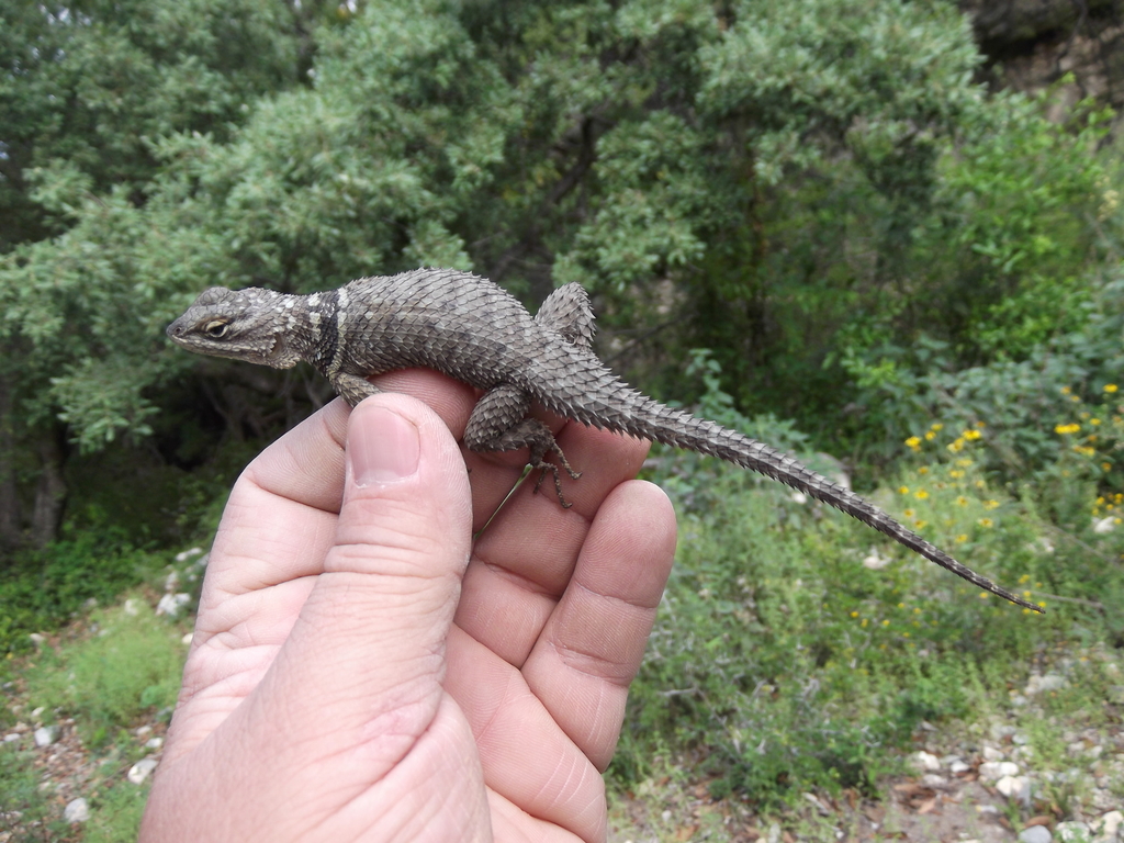 Blue Spiny Lizard from Villaldama, N.L., México on April 04, 2014 at 09 ...