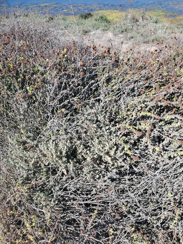 Observations by jaggerjoyner · iNaturalist