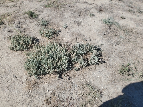 Observations by jaggerjoyner · iNaturalist