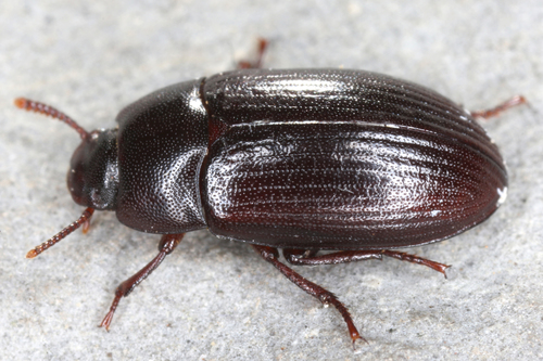 Genus Alphitobius · iNaturalist