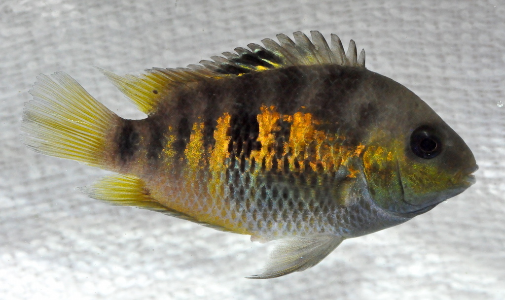 Seven-striped Cichlid from Rio Madre de Dios on March 22, 2015 by ...
