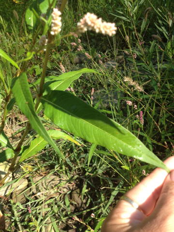 pale smartweed (Polygonum lapathifolium) · iNaturalist