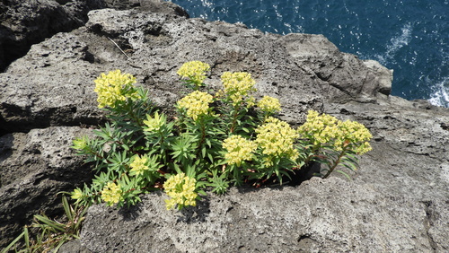 Euphorbia cornigera · iNaturalist