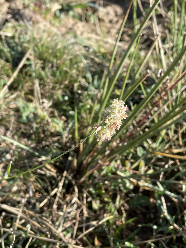 Round-headed Clubrush from León, Spain on September 12, 2021 at 10:39 ...