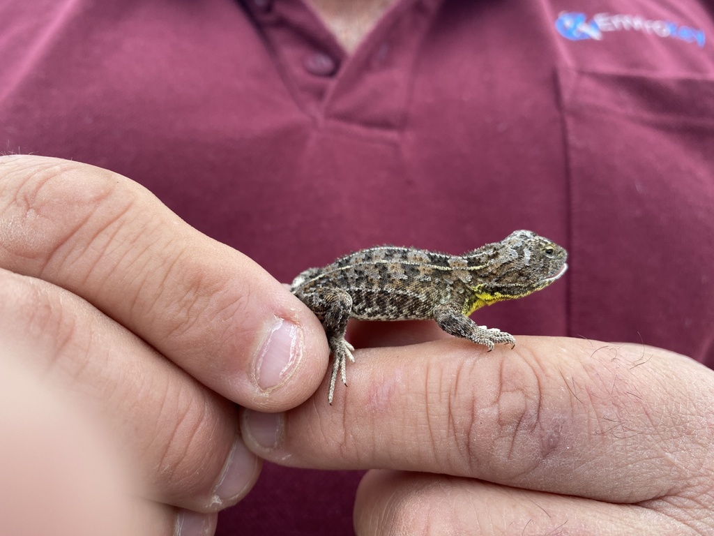 Monaro Grassland Earless Dragon from Bunyan, NSW, AU on October 19 ...