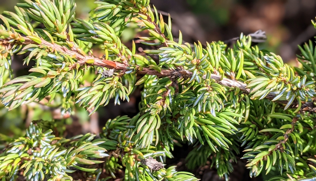 common juniper from Parc du Bic, Rimouski-Neigette, QC G0L 2Z0, Canada ...