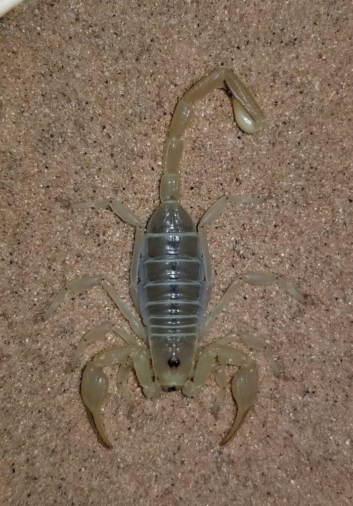 Dune Scorpion from La Paz County, AZ, USA on October 17, 2021 at 12:24 ...