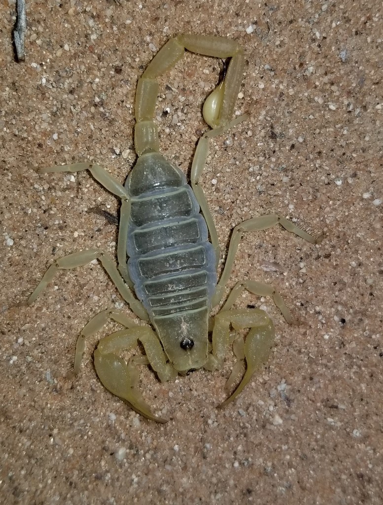 Dune Scorpion from La Paz County, AZ, USA on October 16, 2021 at 10:29 ...