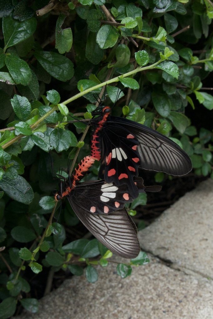 Common Rose Swallowtail from Hong Kong Park, Central, HK on October 23 ...
