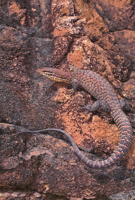 Black-spotted Ridge-tailed Monitor from Darwin, Australia on February ...