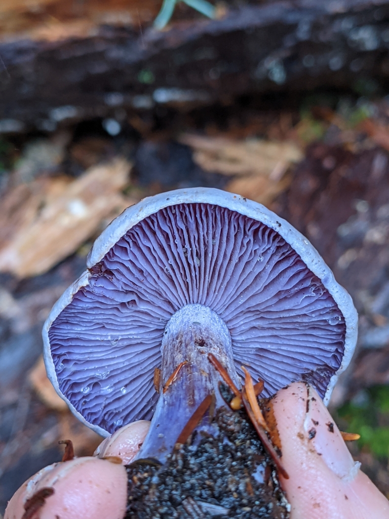 Thaxterogaster occidentalis in October 2021 by Ash Gill · iNaturalist
