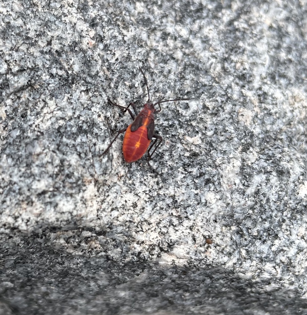 Eastern Boxelder Bug from Black Canyon of the Gunnison National Park ...