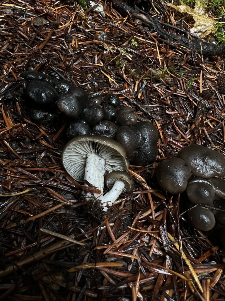 gristly domecap from Mount Rainier National Park, Packwood, WA, US on ...