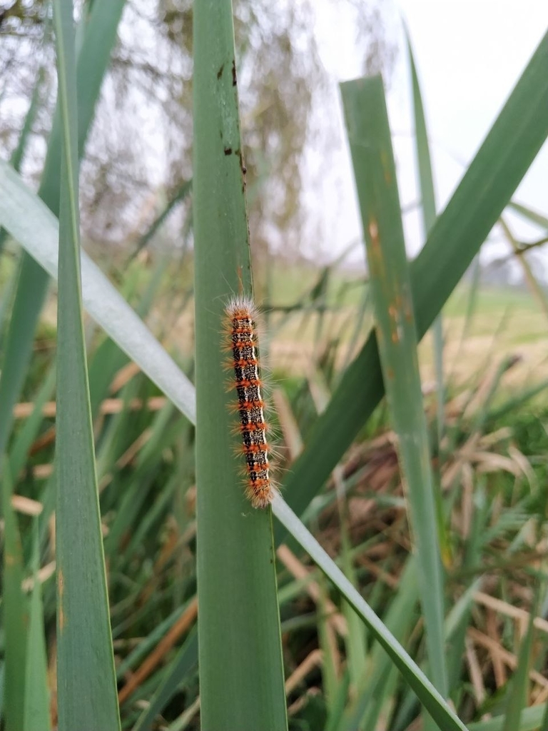 Marsh Dagger from Nextlalpan, Méx., México on October 20, 2021 by ...
