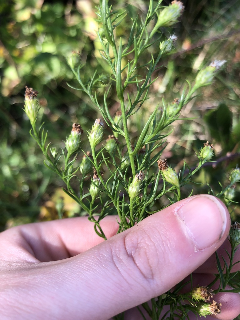Pringle's Aster from Cape Cod National Seashore, Eastham, MA, US on ...