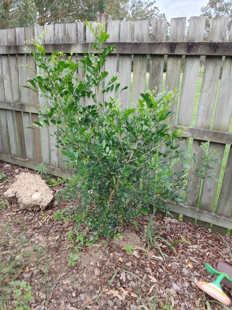Orange Jasmine from Windaroo QLD 4207, Australia on October 24, 2021 at ...