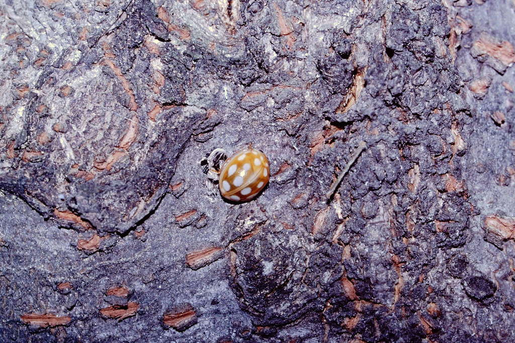 Calvia muiri from 대한민국 서울특별시 양천구 신정동 310-7 on June 01, 2003 by Taewoo ...