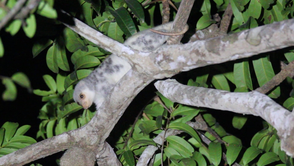 Common Spotted Cuscus from Lockhart QLD 4892, Australia on October 23 ...