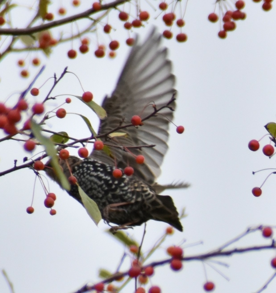 European Starling from Alma, MI 48801, USA on October 22, 2021 at 12:27 ...