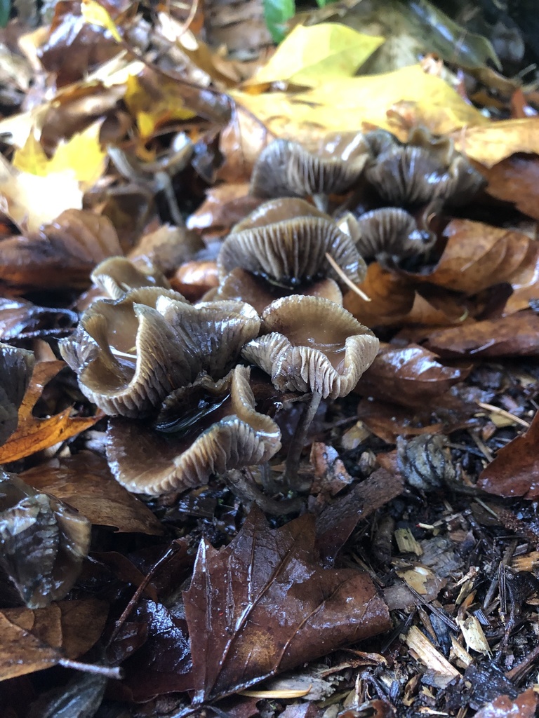 Wavy Cap in October 2021 by Anna Nguyen. some mature specimens in this ...