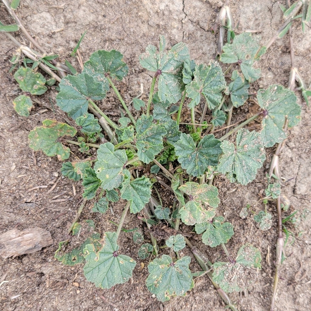 Mallows from Buttonwillow, CA, USA on October 24, 2021 at 12:48 PM by ...