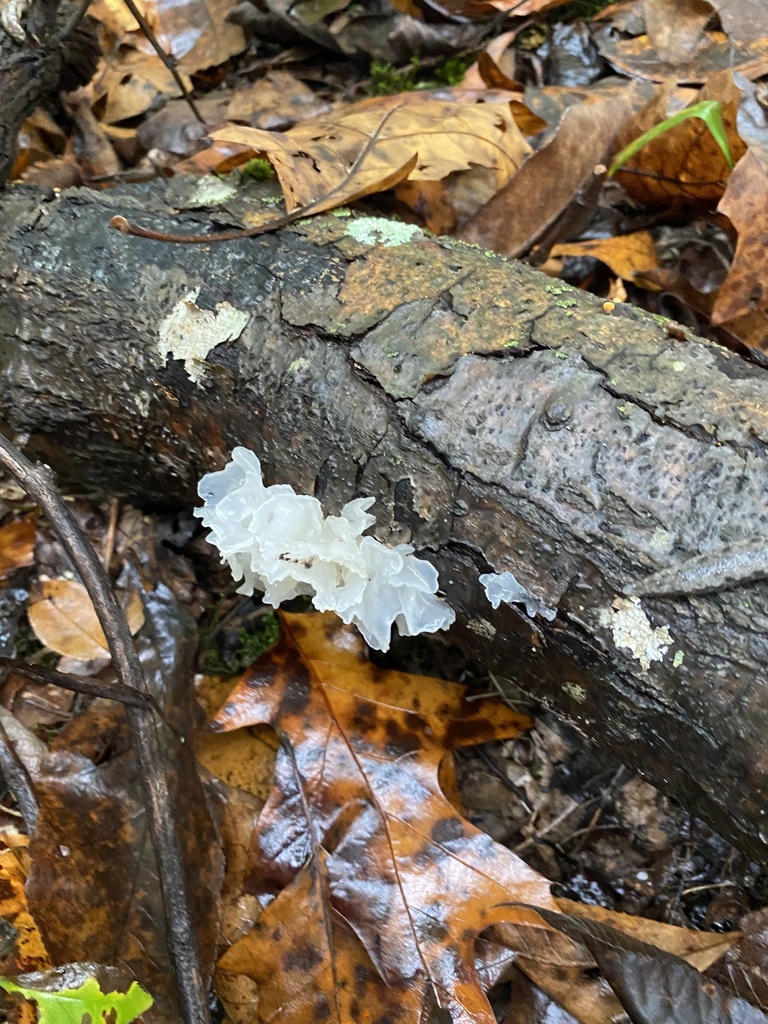 snow fungus from Old State Rd 46, Nashville, IN, US on October 24, 2021 ...