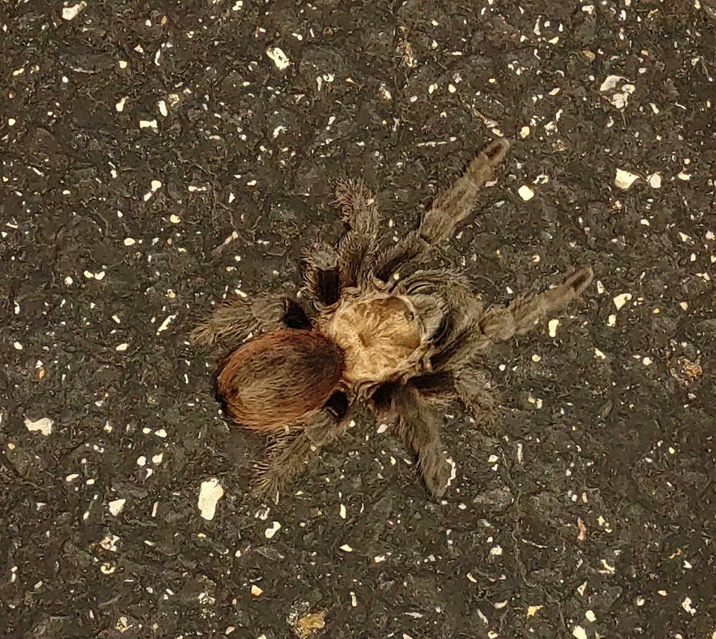 Texas Brown Tarantula from Imboden, AR 72434, USA on October 24, 2021 ...