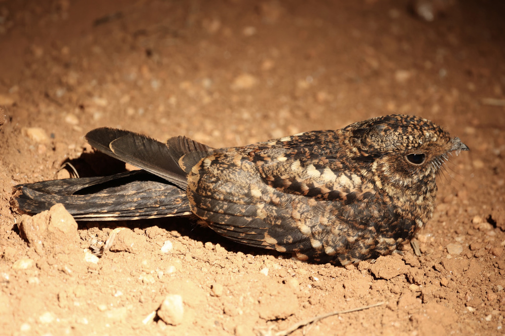 Montane Nightjar from Rumphi, Malawi on October 24, 2021 at 06:56 PM by ...