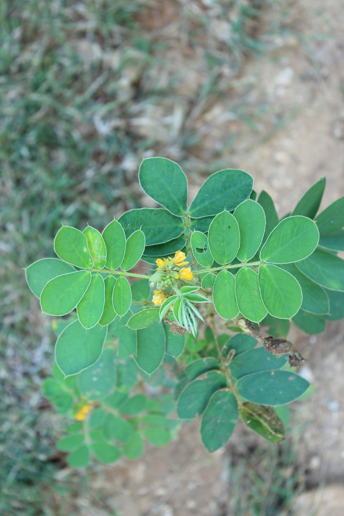 Cacahuatillo desde Tziritzícuaro, Mich., México el 13 de octubre de ...