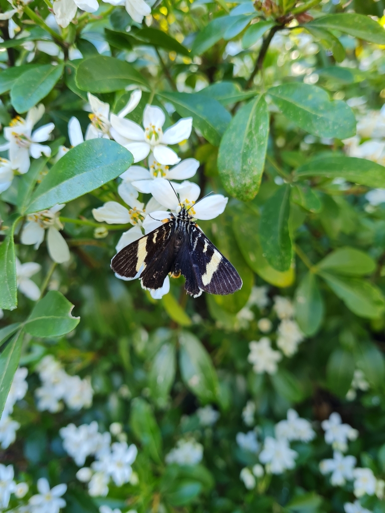 Australian Grapevine Moth from Hastings, NZ-HB, NZ on October 25, 2021 ...