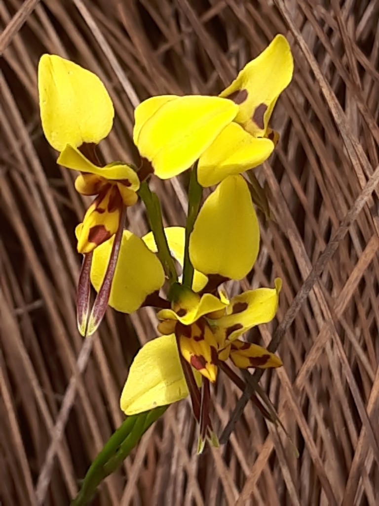 Tiger Orchid from Inglewood Cres/Jetty Rd, Rosebud VIC 3939, Australia ...