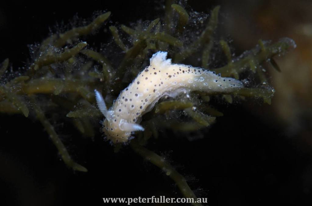 Crimora multidigitalis from Point Lonsdale VIC 3225, Australia on ...
