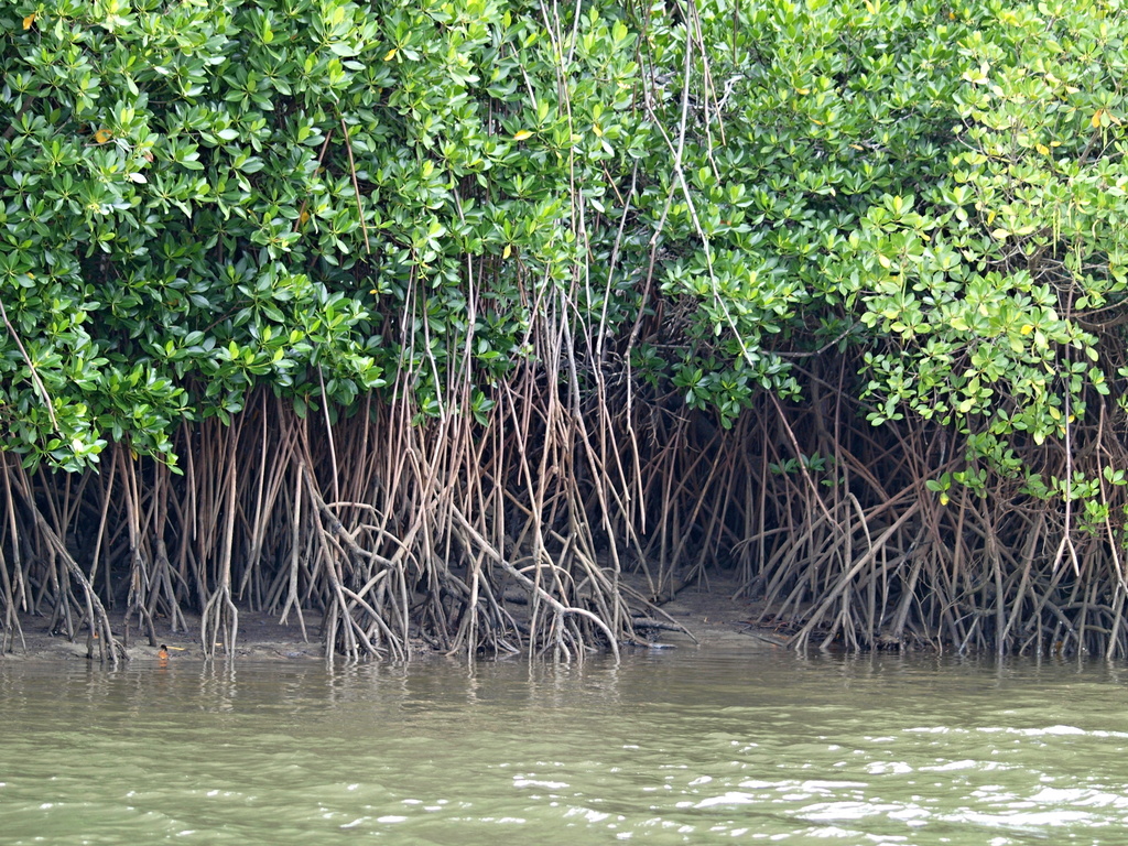Indo-West Pacific Stilt Mangrove from Lower Daintree QLD 4873 ...