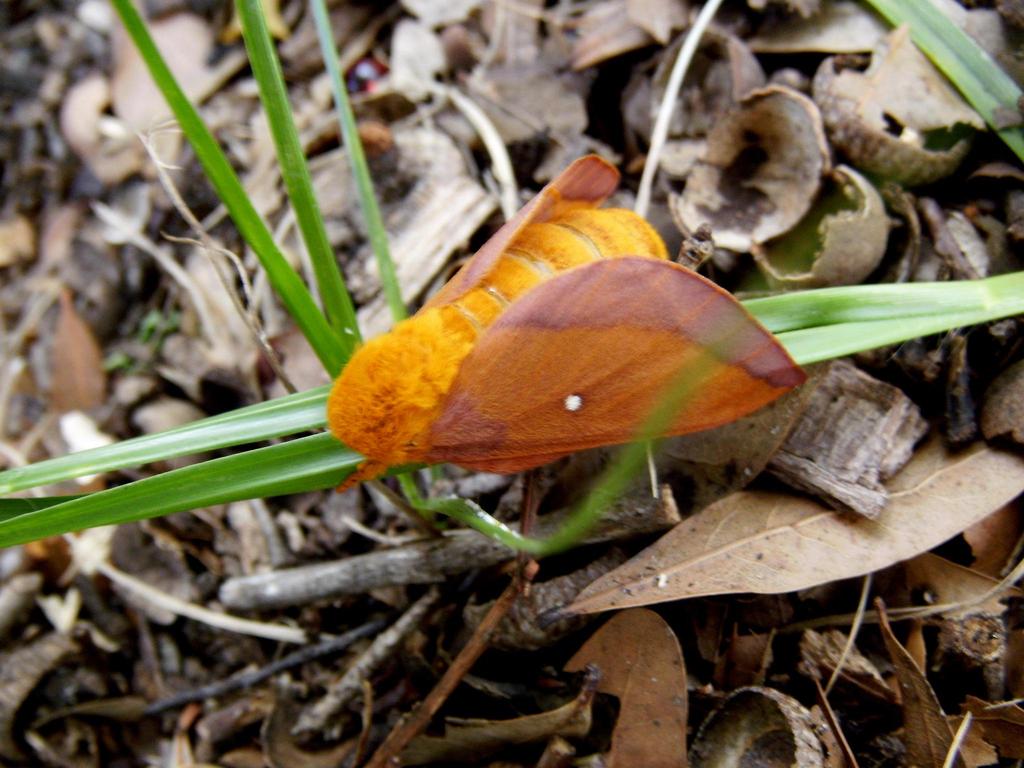 Southern Pink-striped Oakworm Moth from Osceola County, US-FL, US on ...