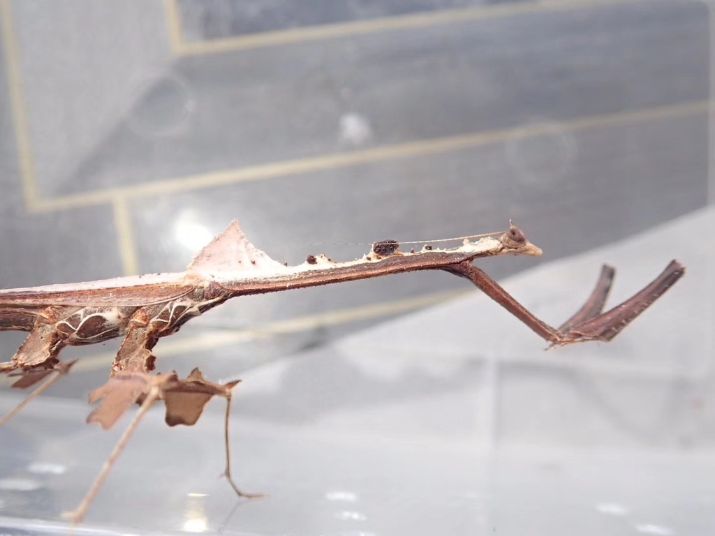 Paratoxodera meggitti from Kota Kinabalu, Sabah, MY on July 21, 2019 at ...