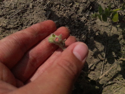 chyou's Identifications · iNaturalist