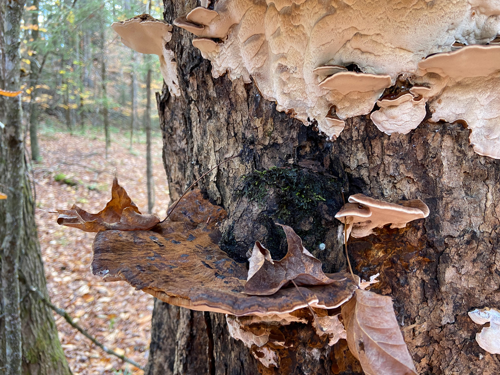 Ischnoderma from Franklin, New York, United States on October 24, 2021 ...