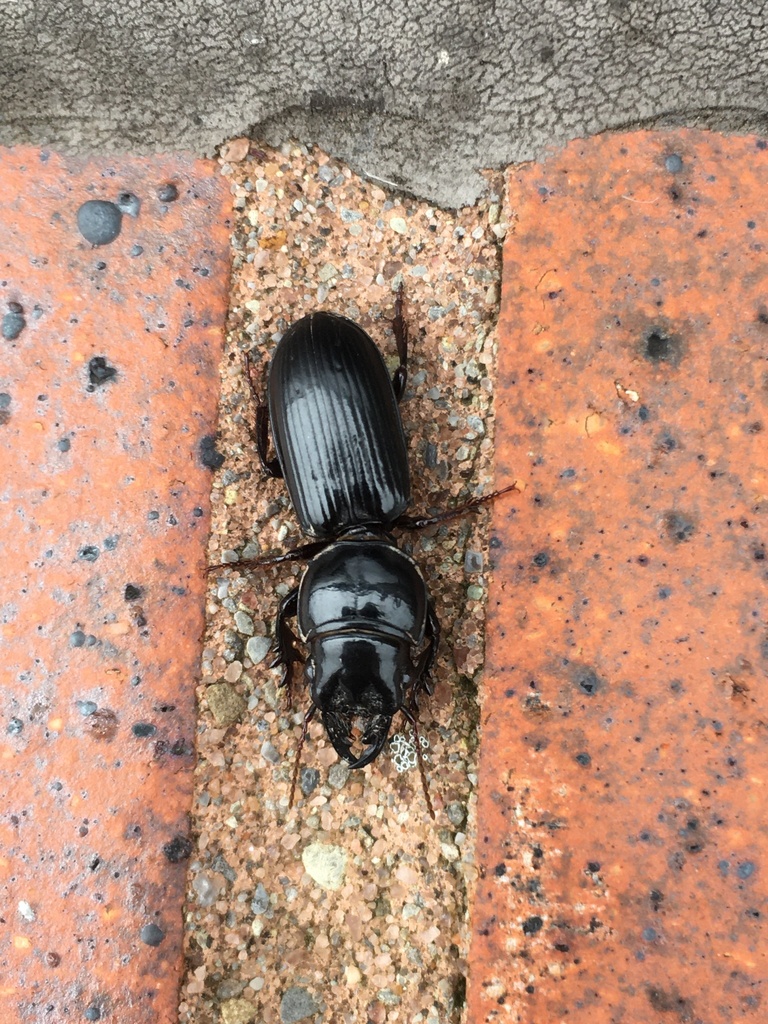 Big-headed Ground Beetle from Rochester Institute of Technology ...