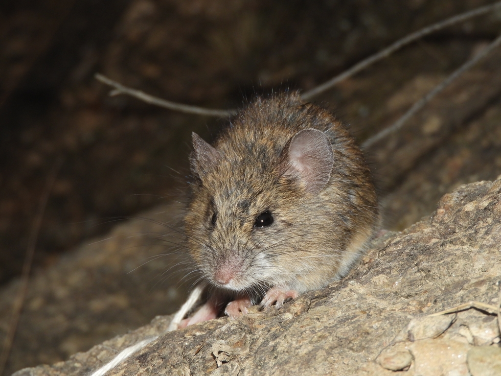 yellow-rumped leaf-eared mouse from Santa Victoria, Salta, Argentina on ...